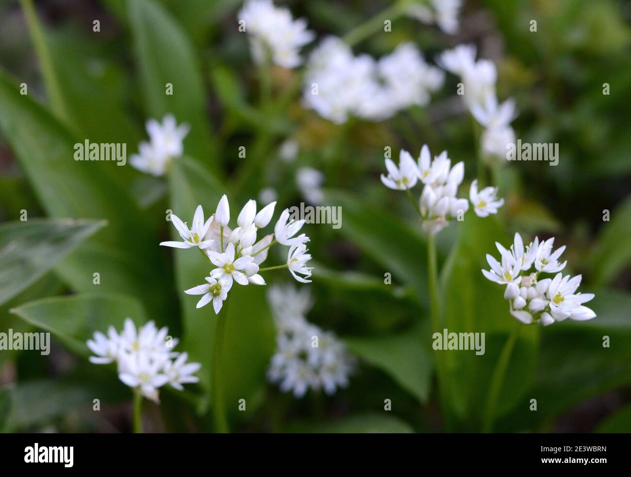 Garlic stench hi-res stock photography and images - Alamy