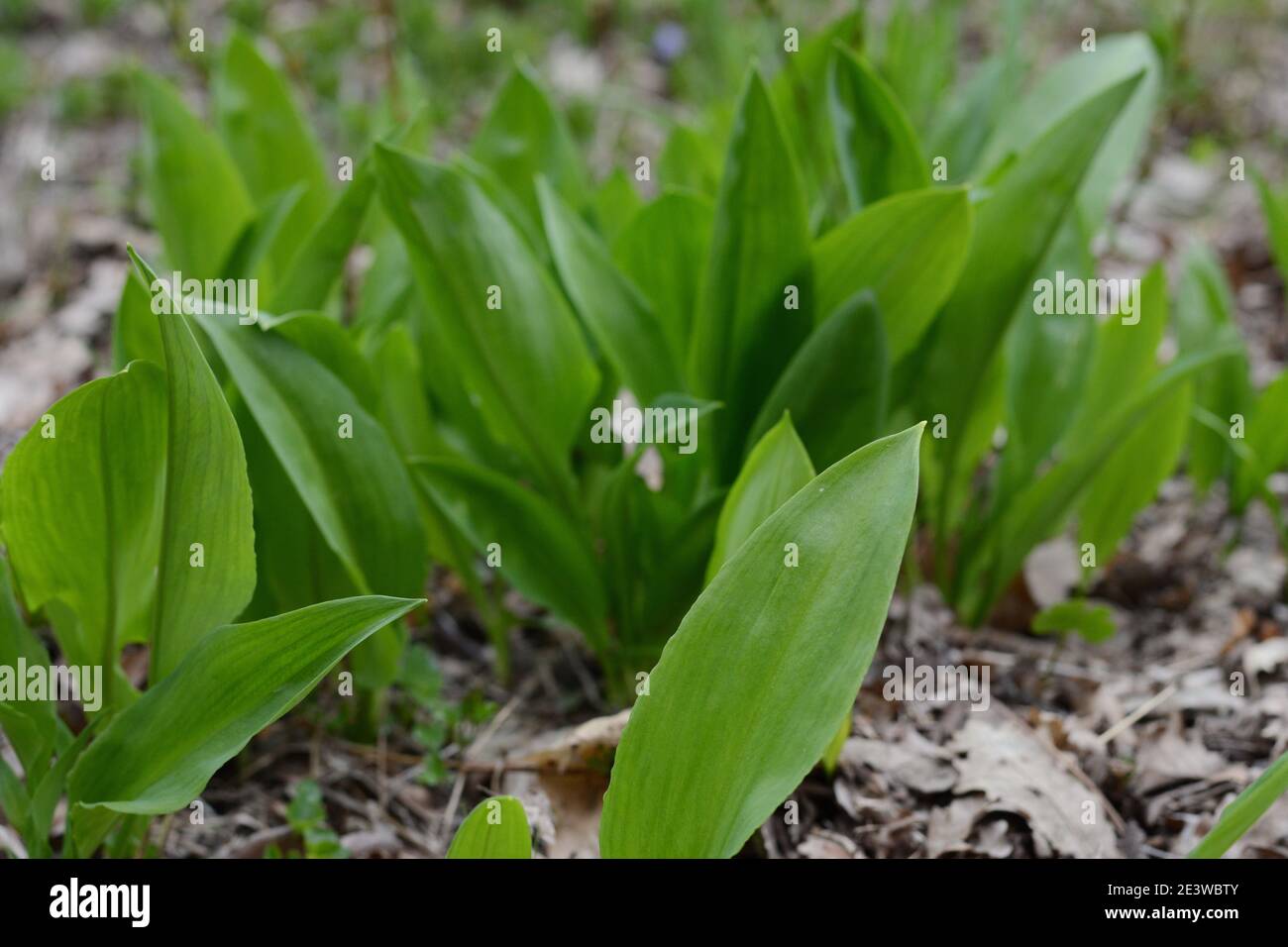 Ramsons Wild garlic in spring forest - Allium ursinum Stock Photo - Alamy