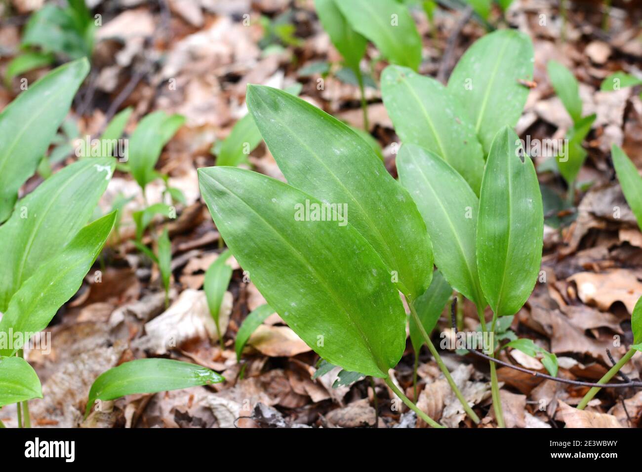 Ramsons Wild garlic in spring forest - Allium ursinum Stock Photo - Alamy