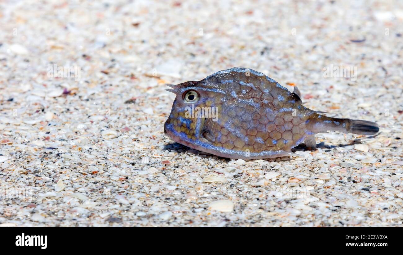 Boxfish stranded on shore underground are shells, Sanibel Island ...