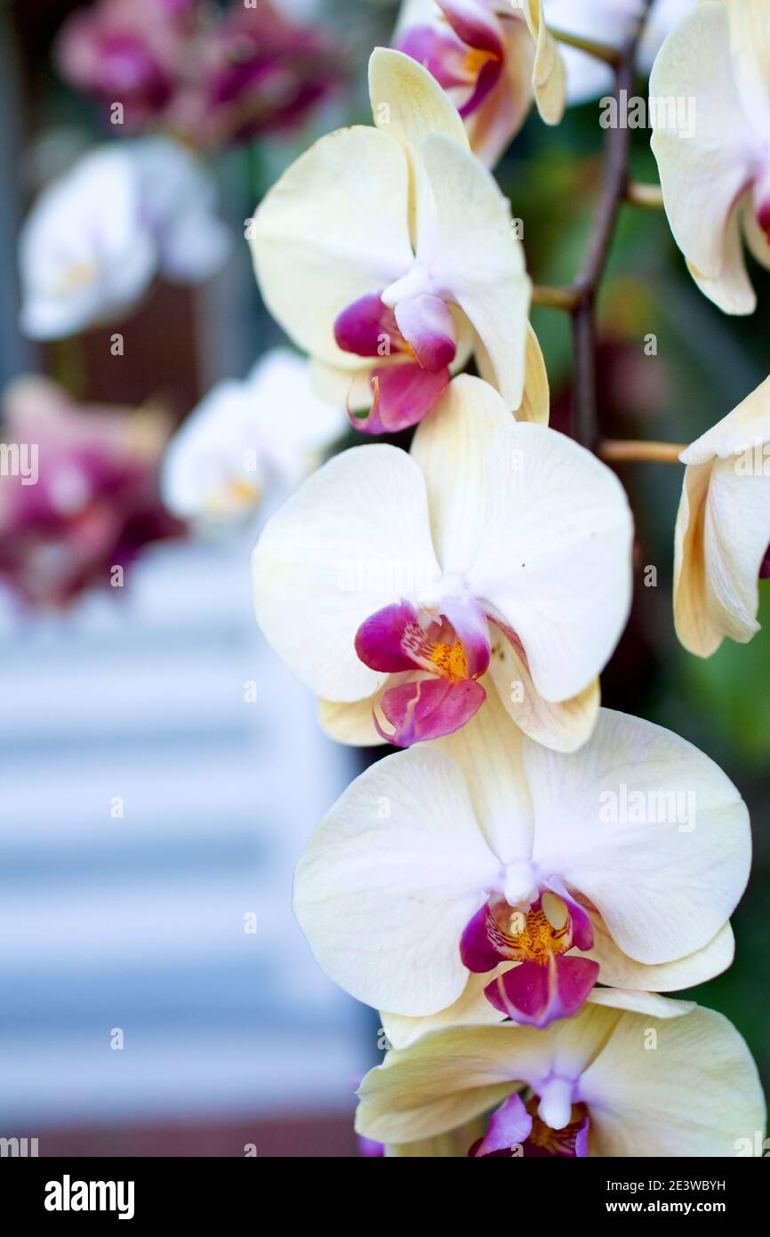 Orchids in Key West, FL, USA. Famous destination location Stock Photo ...