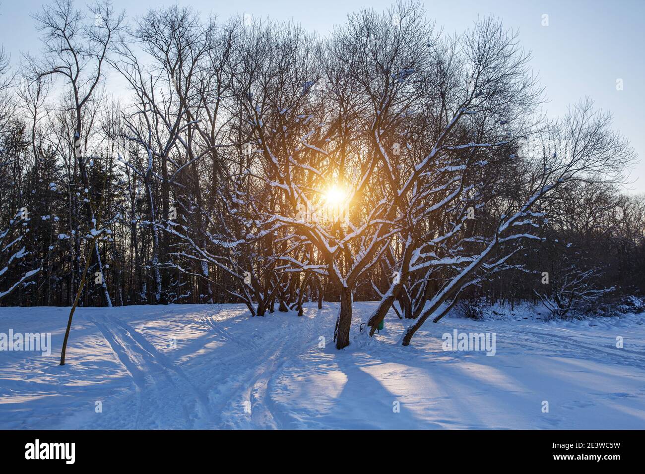 Hdr woods trees sun hi-res stock photography and images - Alamy