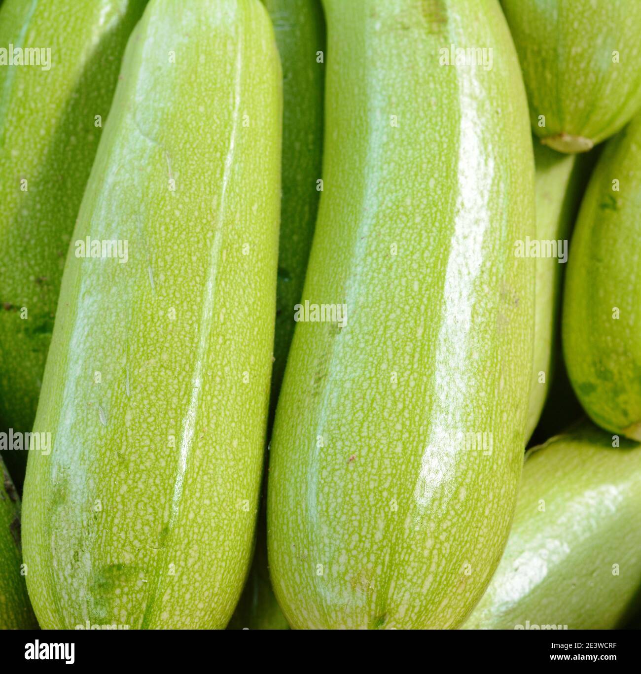 fresh green zucchini isolated on white background Stock Photo - Alamy