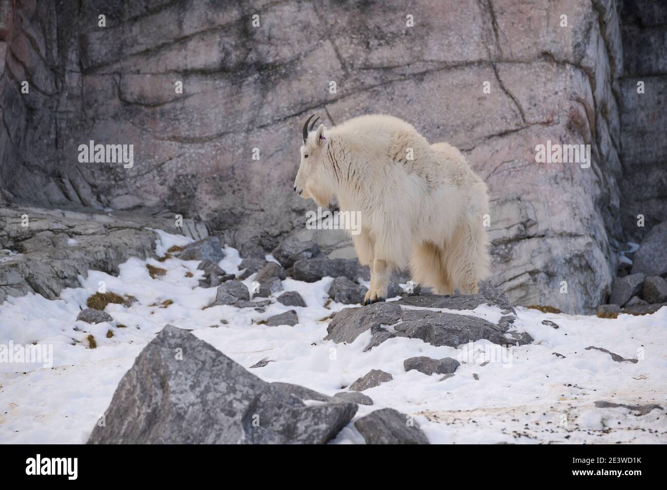 Mountain goat (Oreamnos americanus), Calgary, Calgary Zoo, Alberta ...