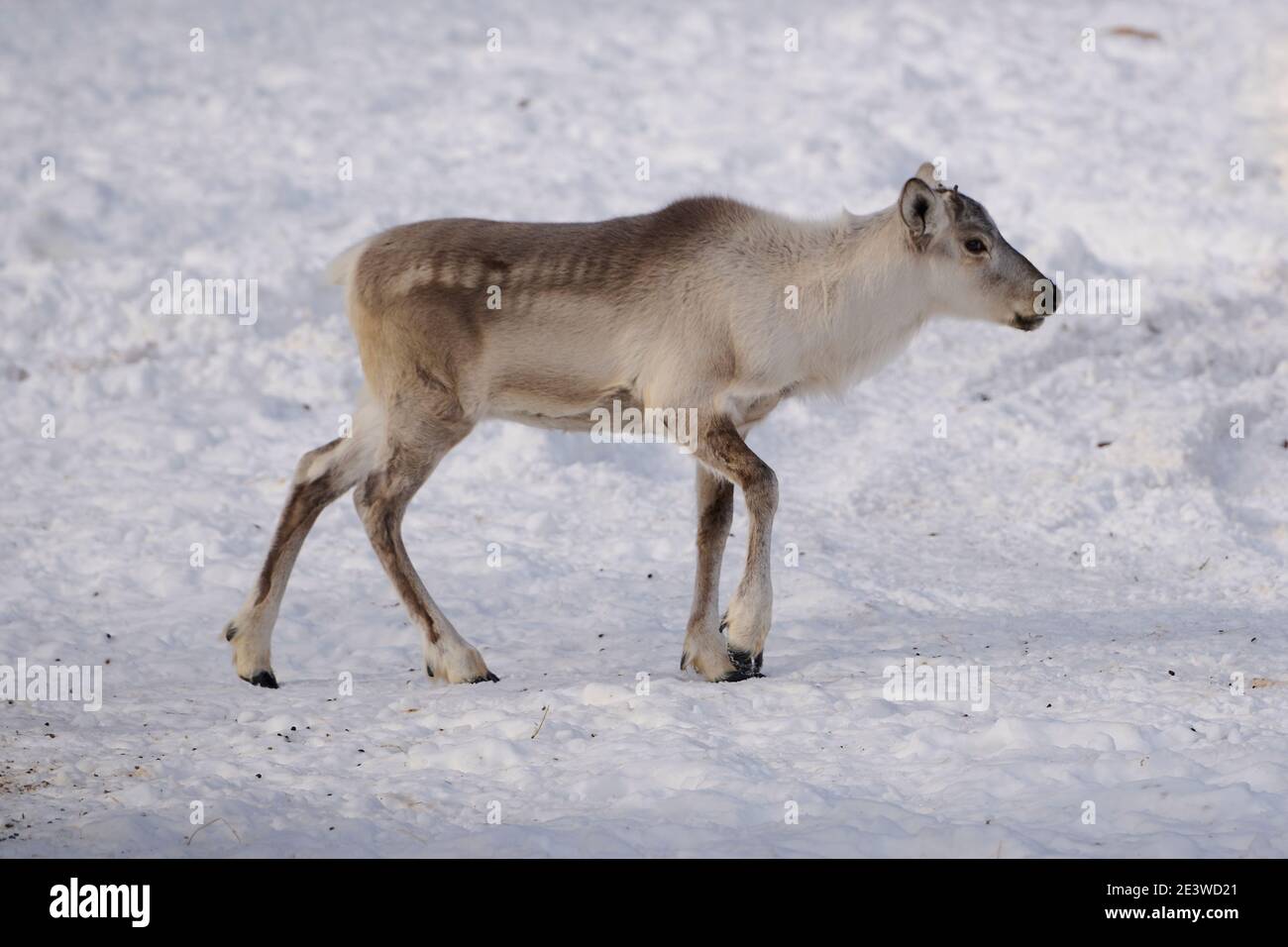 Caribou, Reindeer (Rangifer tarandus), Calgary, Calgary Zoo, Alberta ...