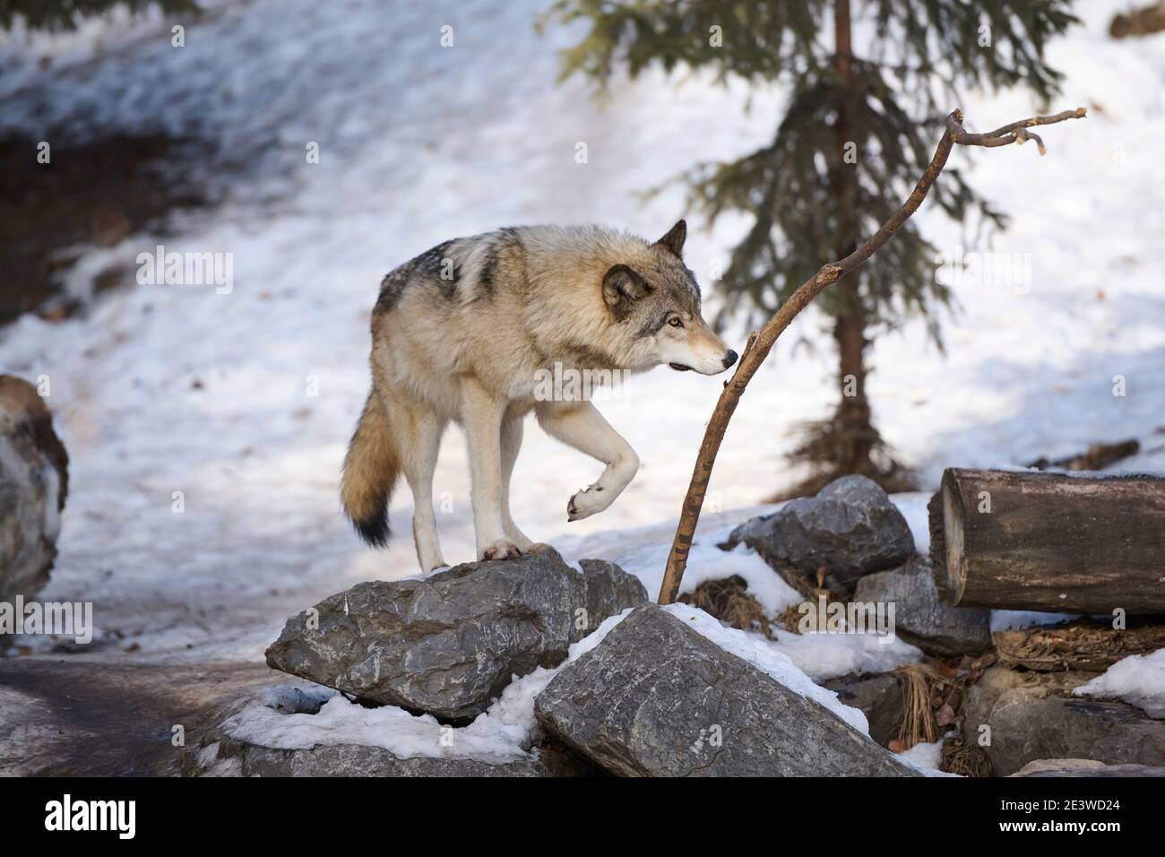 Wolf (Canis lupus), Calgary, Calgary Zoo, Alberta, Canada Stock Photo ...