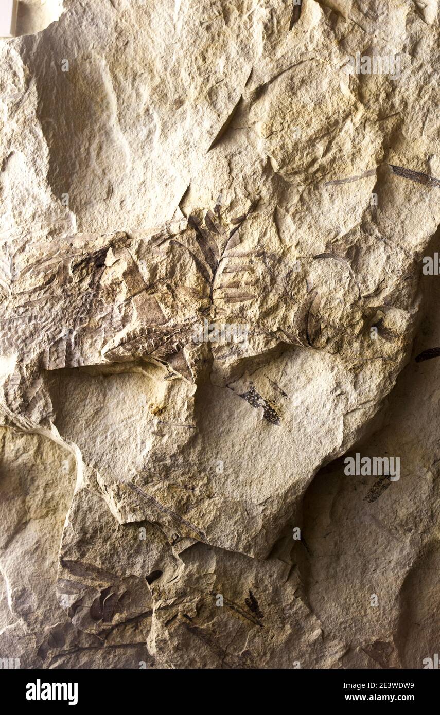 Mesozoic plants hi-res stock photography and images - Alamy