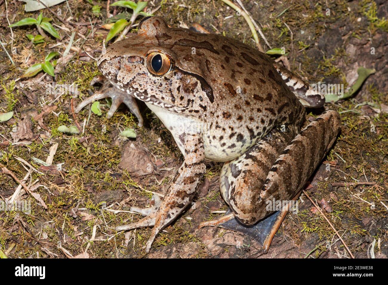 Endangered frog australia hi-res stock photography and images - Alamy