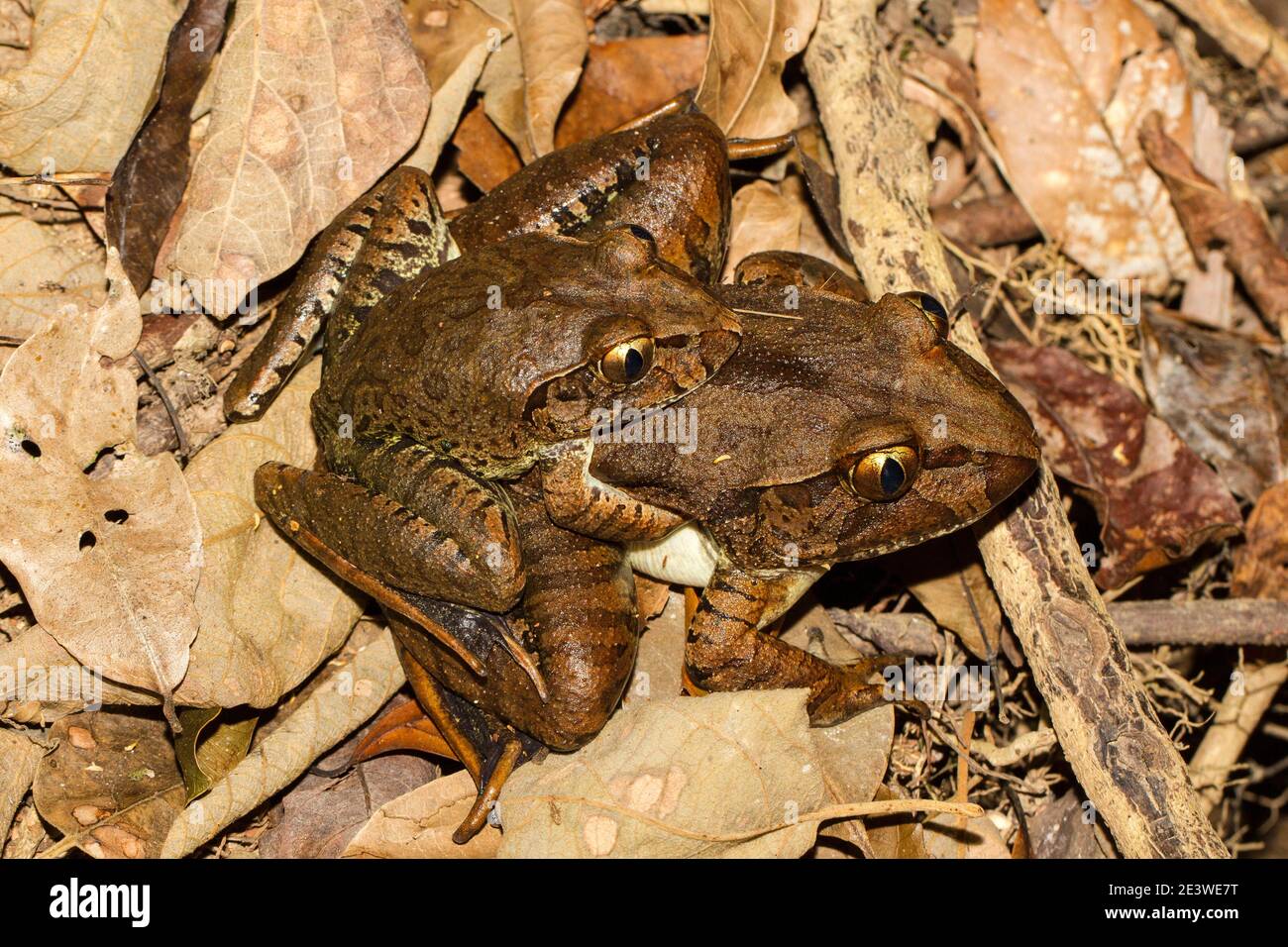Giant Barred Frogs in amplexus Stock Photo - Alamy