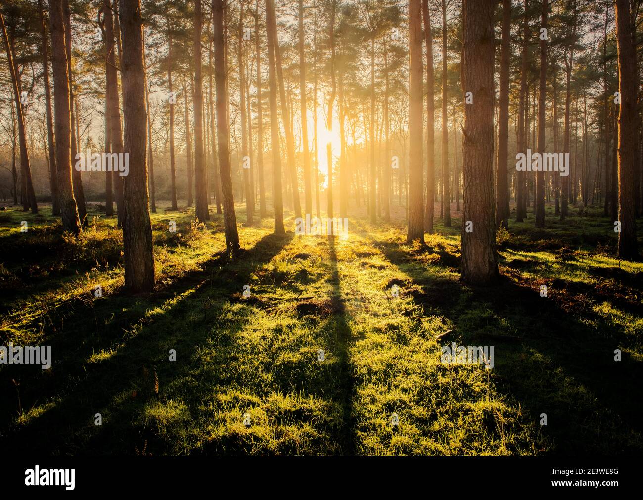 forest light 1 Stock Photo - Alamy
