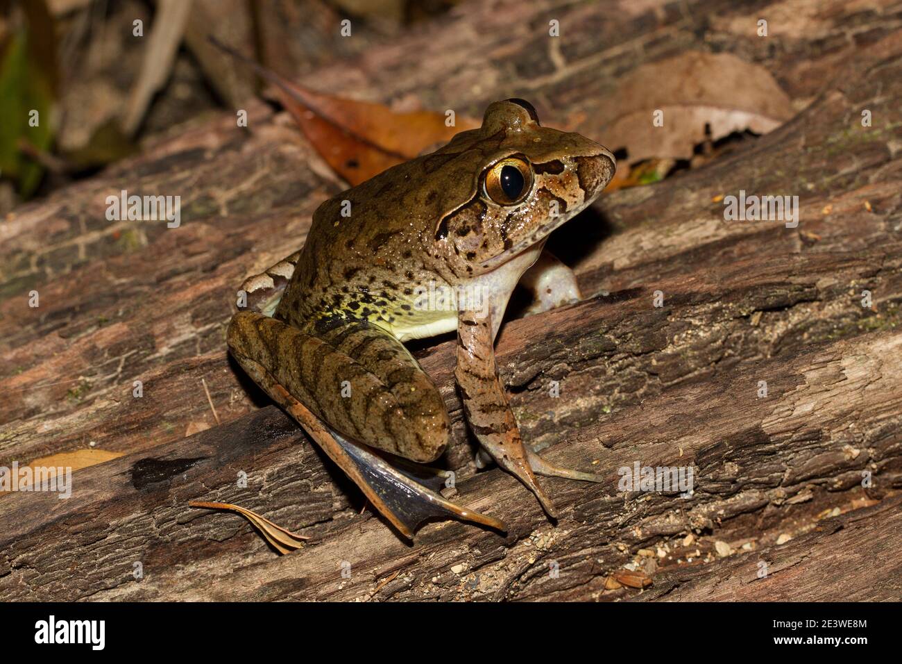 Endangered Giant Barred Frog from Australia Stock Photo - Alamy