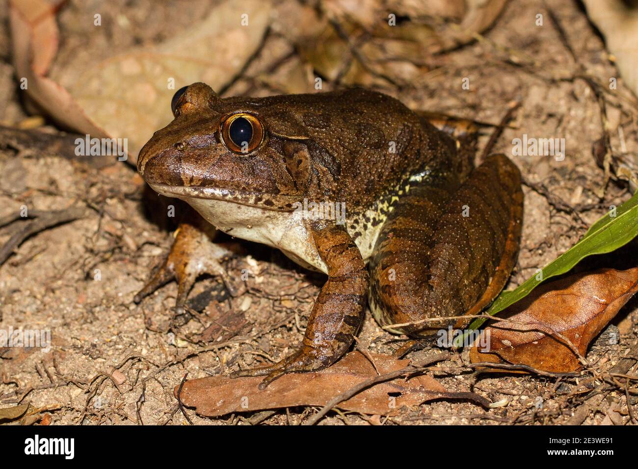 Endangered Female Giant Barred Frog from Australia Stock Photo - Alamy