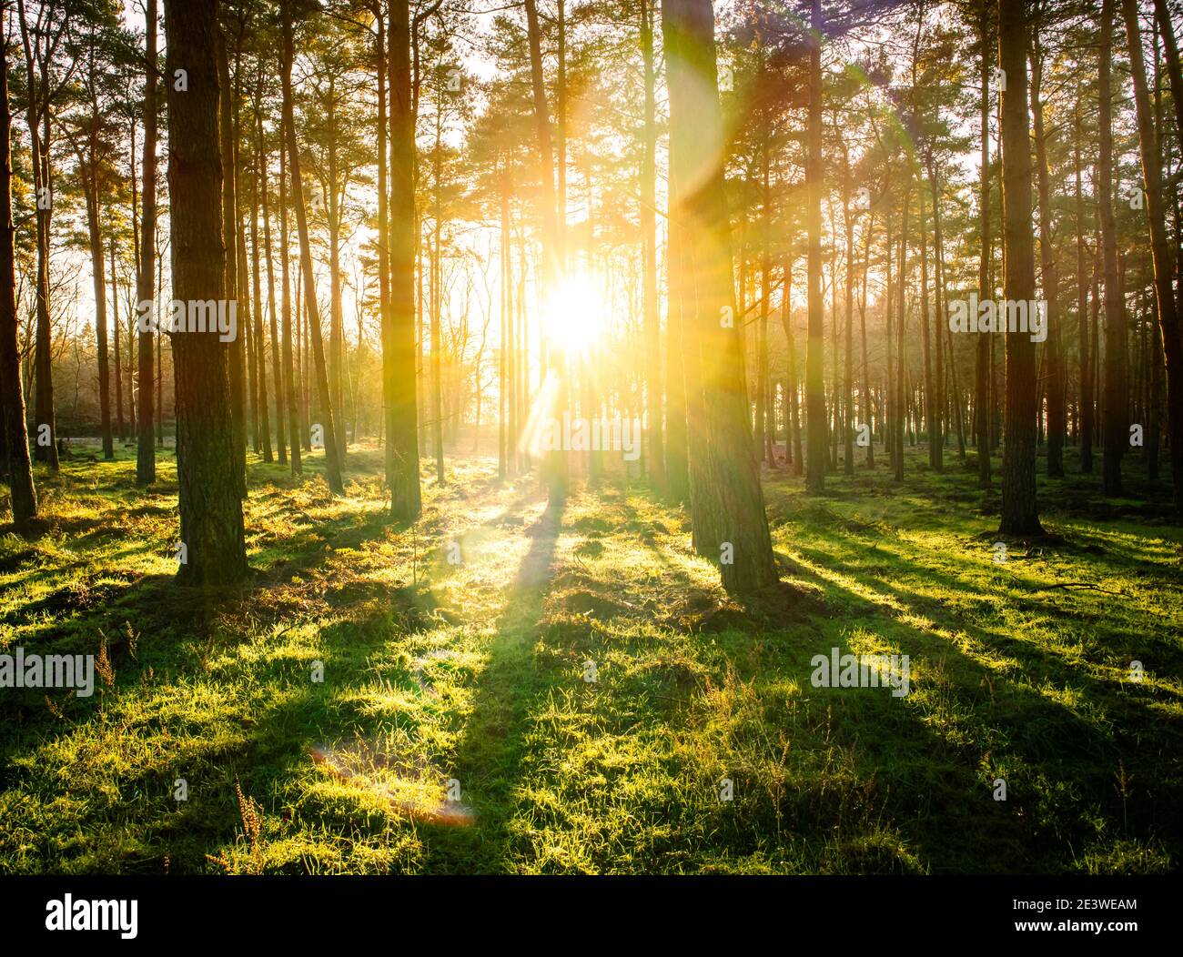 Tunstall Forest High Resolution Stock Photography and Images - Alamy