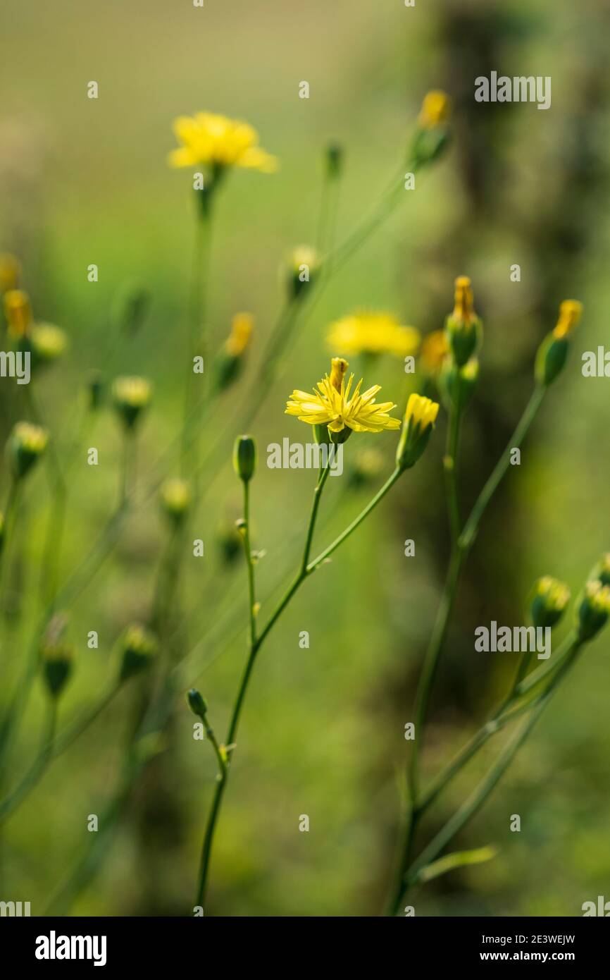 Lapsana communis hi-res stock photography and images - Alamy