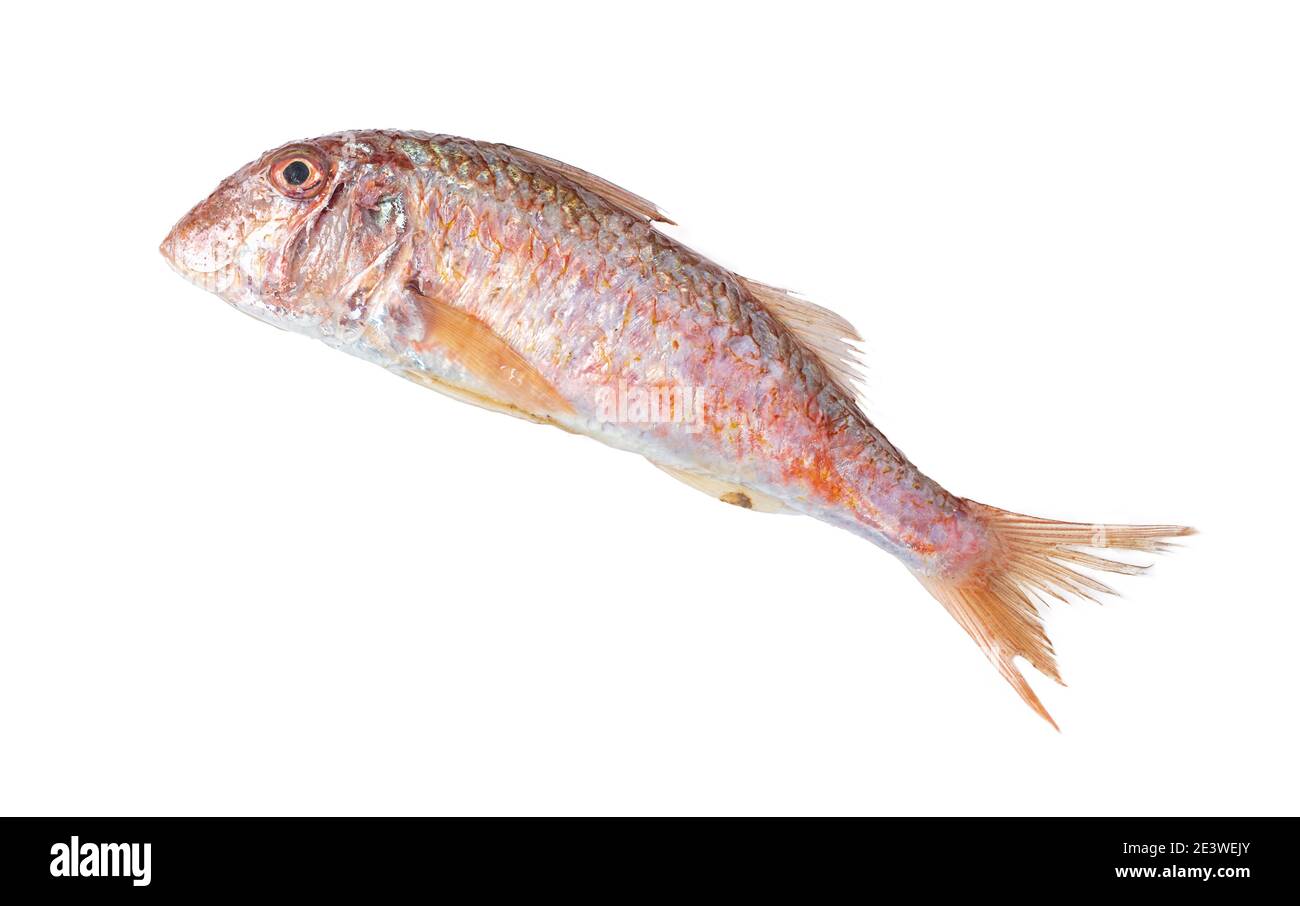 Fresh red mullet fish on white background Stock Photo - Alamy