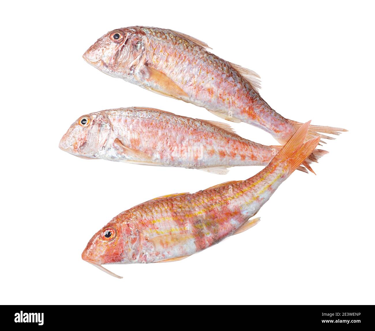 Red Mullet Fish