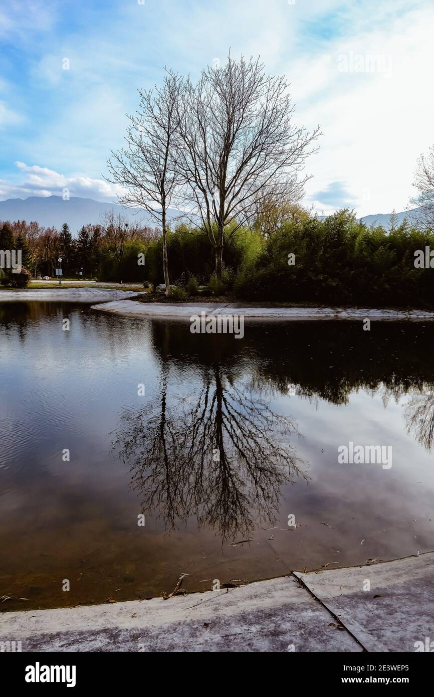 Small and cute pond and dried tree reflection on it. Autumn colors with ...