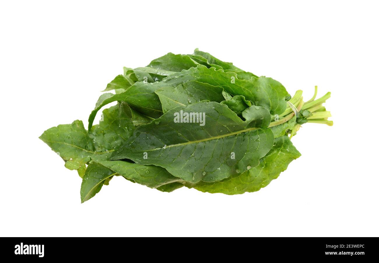 Leaves of Rumex patientia isolated on white Stock Photo - Alamy