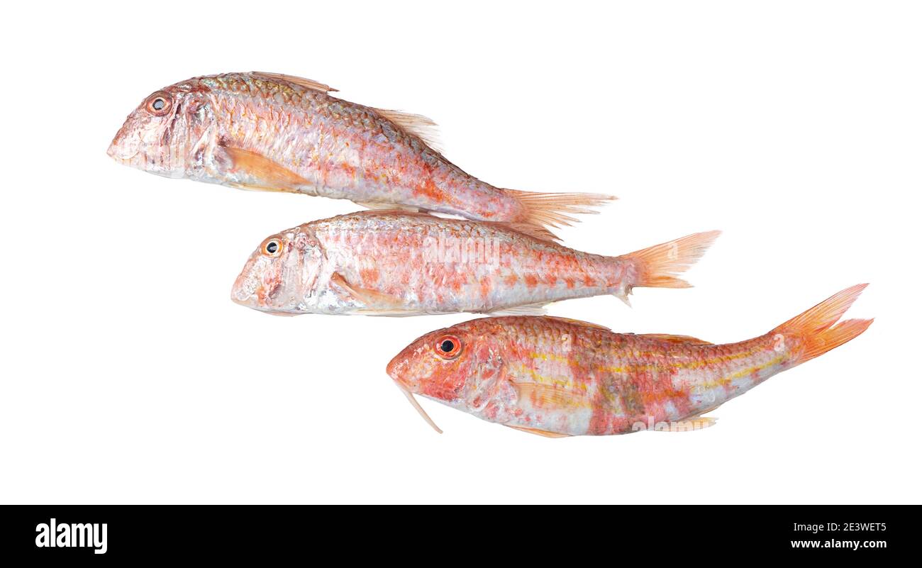 Three fresh red mullet fish on white background Stock Photo - Alamy