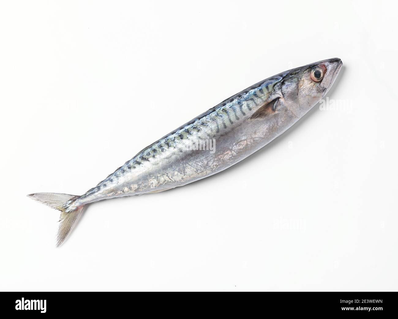 fresh mackerel on white background Stock Photo - Alamy