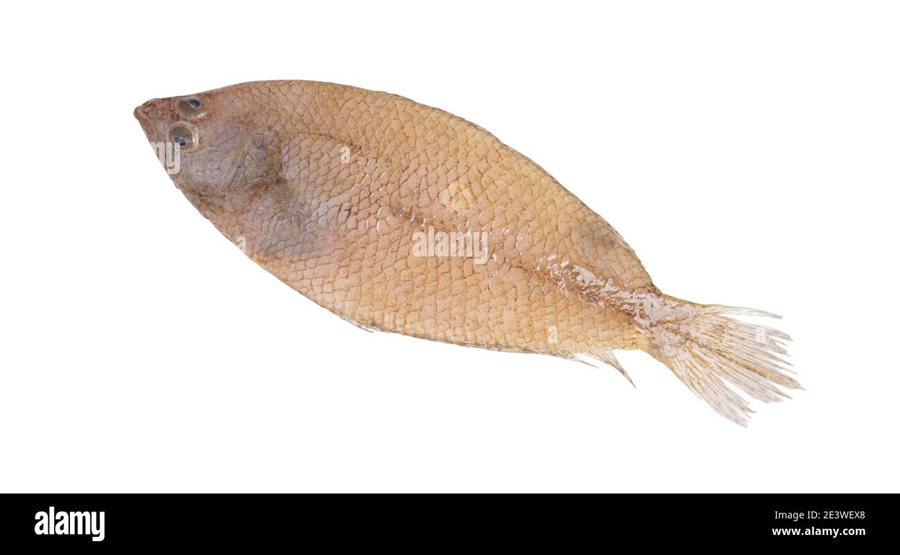 Fresh fish, dab on white background Stock Photo - Alamy