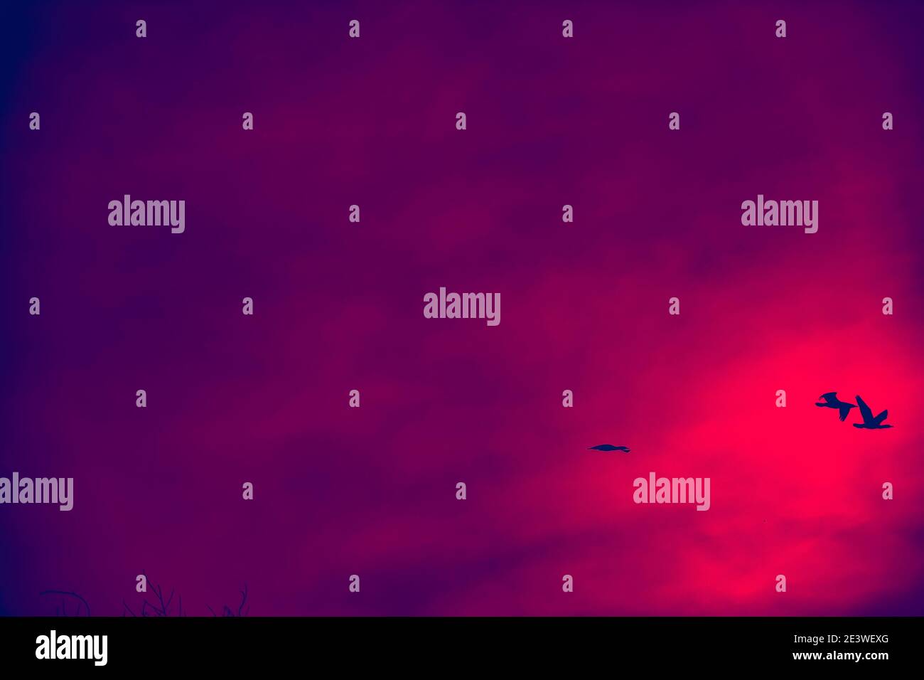 Groups of birds on red sky and black clouds Stock Photo - Alamy