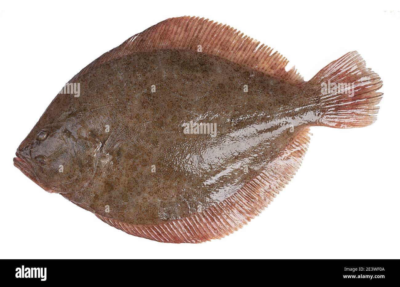 Turbot on white hi-res stock photography and images - Alamy
