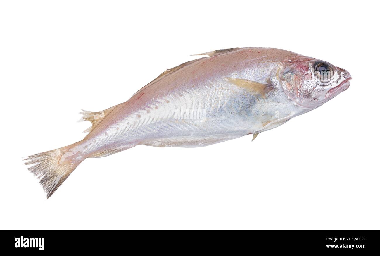 fresh whiting fish on white background Stock Photo - Alamy
