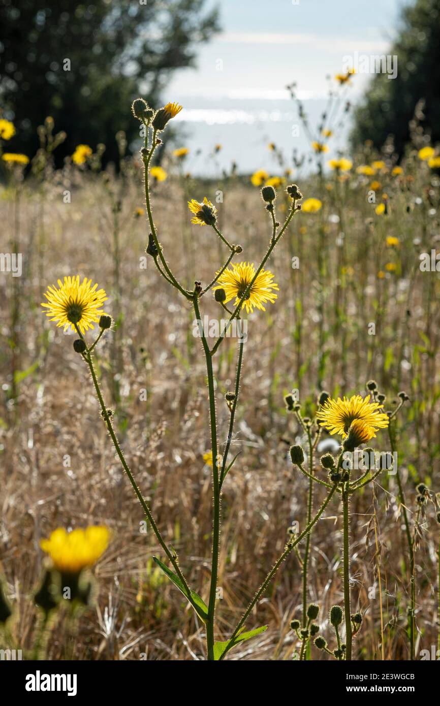 Perennial Sow-thistle, Sonchus arvensis Stock Photo - Alamy