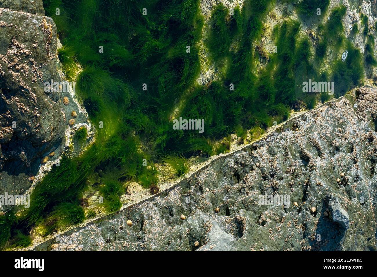 Exploring Rockpools High Resolution Stock Photography and Images - Alamy