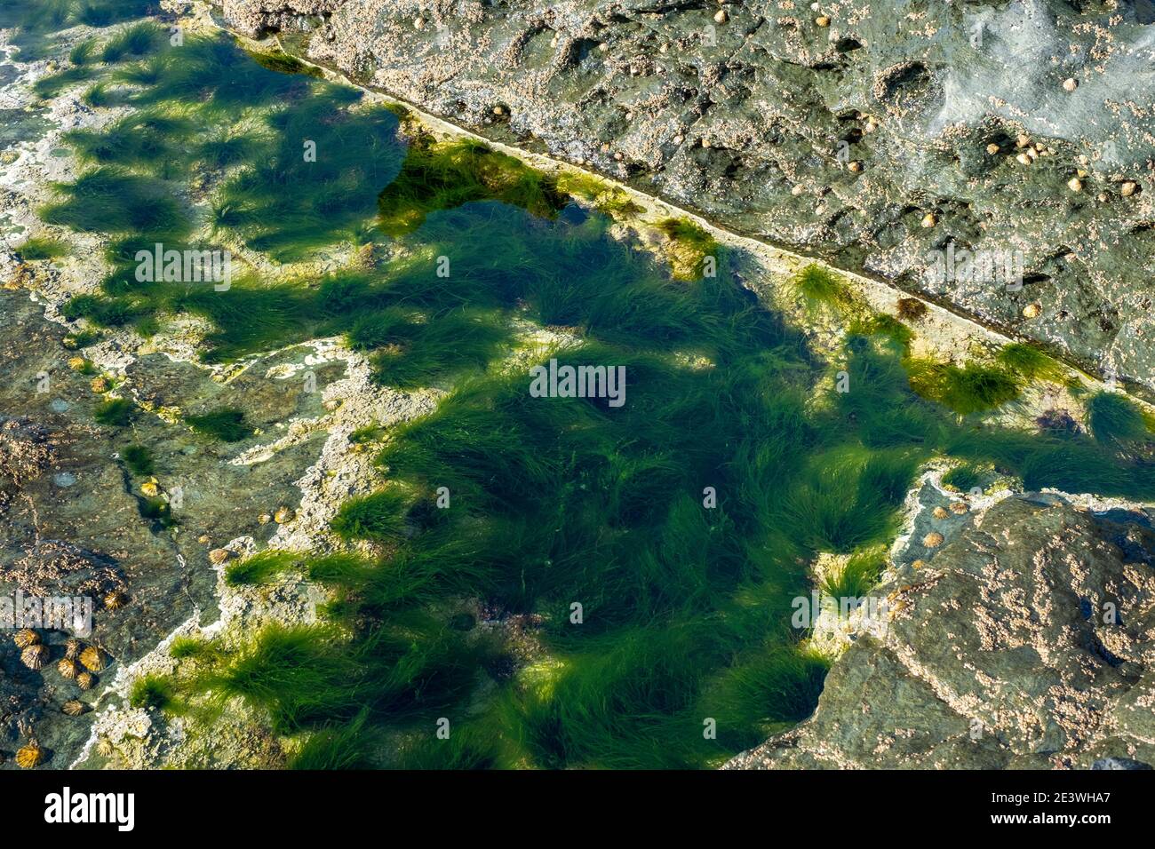 Rockpool on beach with seaweed, barnacles and limpets Stock Photo - Alamy
