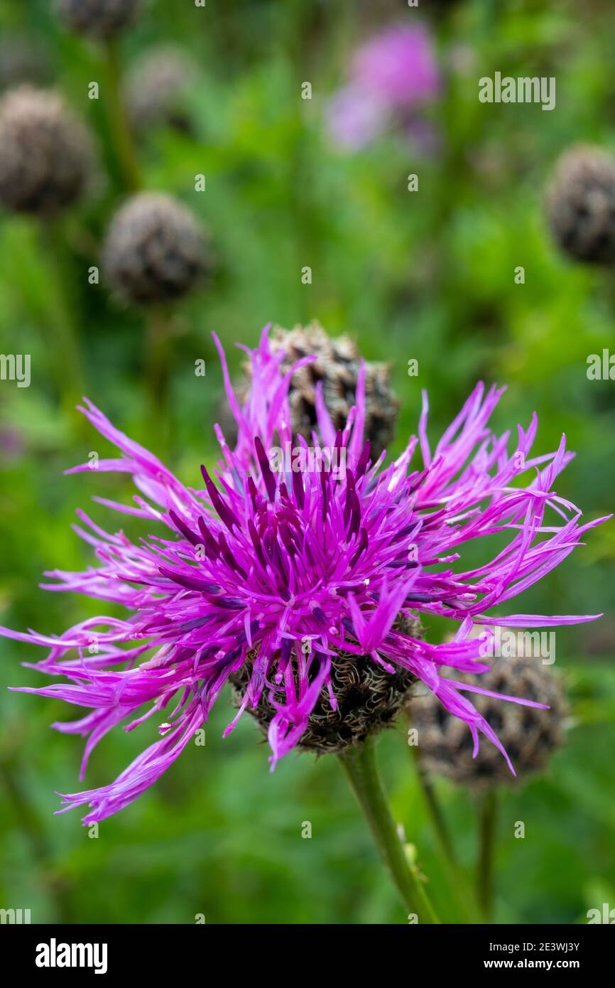 Centaurea nigra, Common Knapweed Stock Photo - Alamy