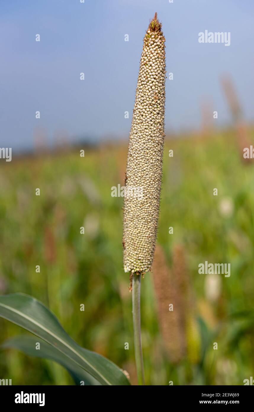 Finger millet hi-res stock photography and images - Alamy