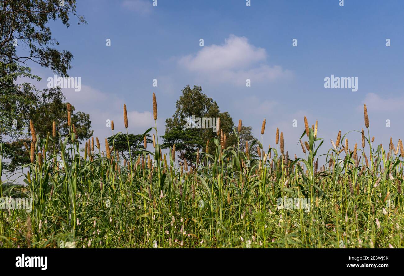 Finger millet hi-res stock photography and images - Alamy