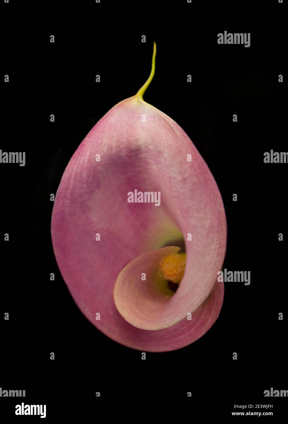Lily flower simple whorl hi-res stock photography and images - Alamy