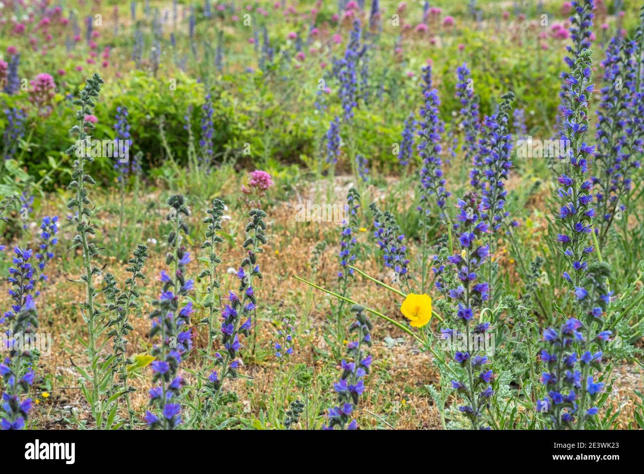 Slapton Sands in South Devon, SSI, wild flowers growing in the sandy ...
