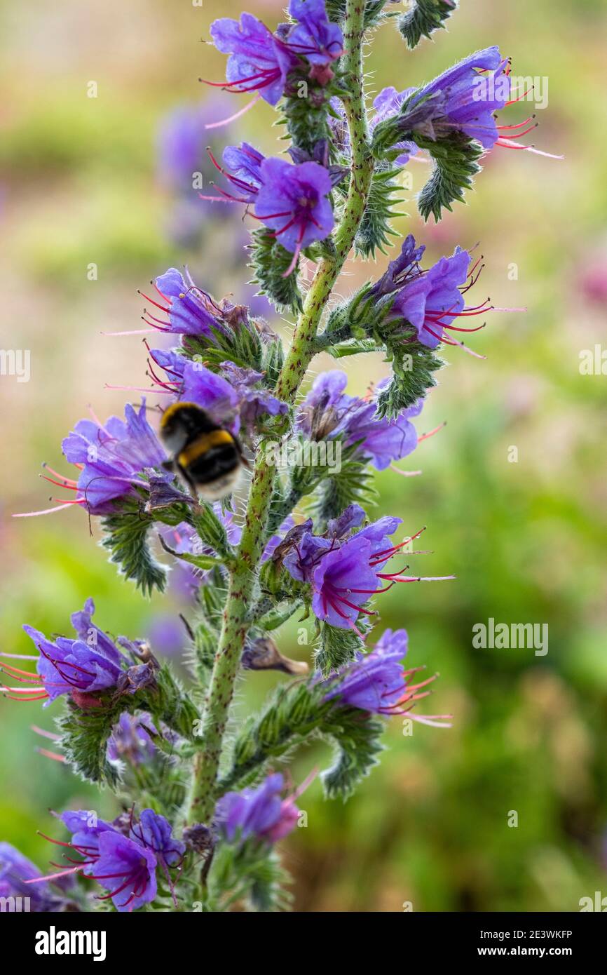 Snake flower hi-res stock photography and images - Alamy