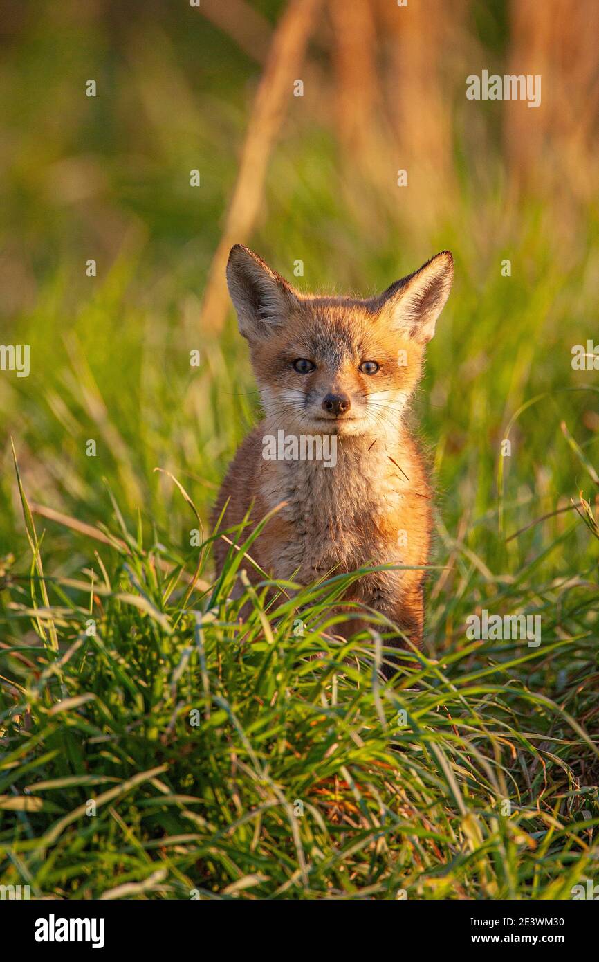 Red Fox kit (Vulpes vulpes) in Pennsylvania field Stock Photo - Alamy