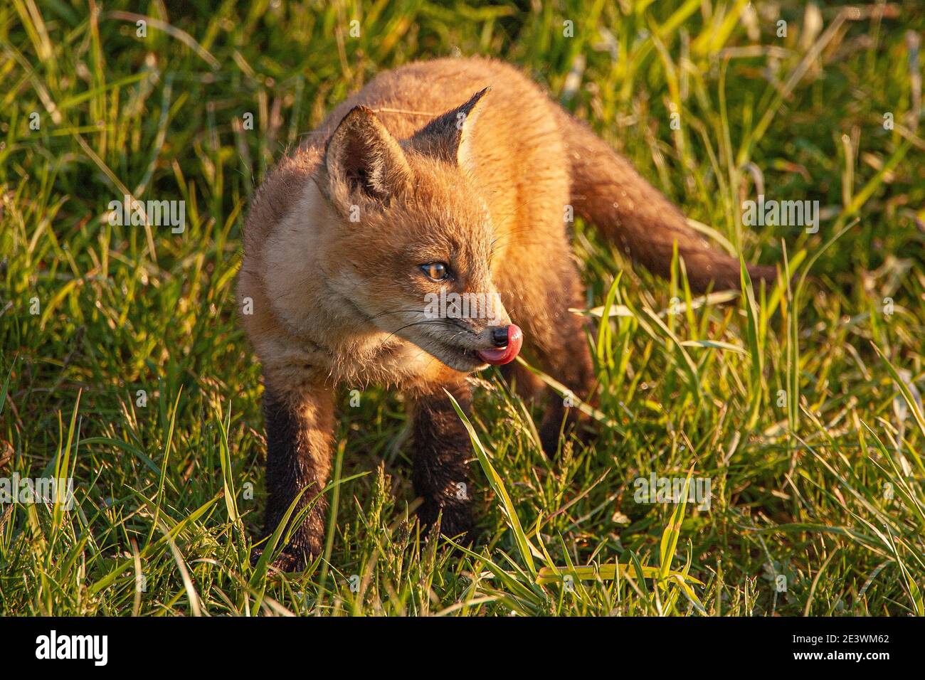 Red Fox kit (Vulpes vulpes) in Pennsylvania field Stock Photo - Alamy