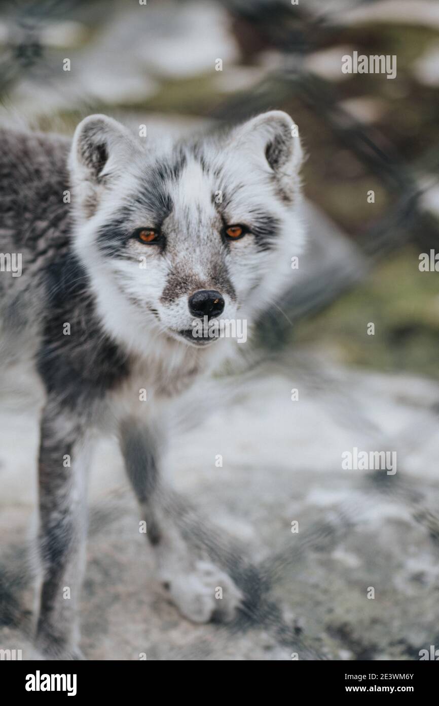 White fox culls hi-res stock photography and images - Alamy