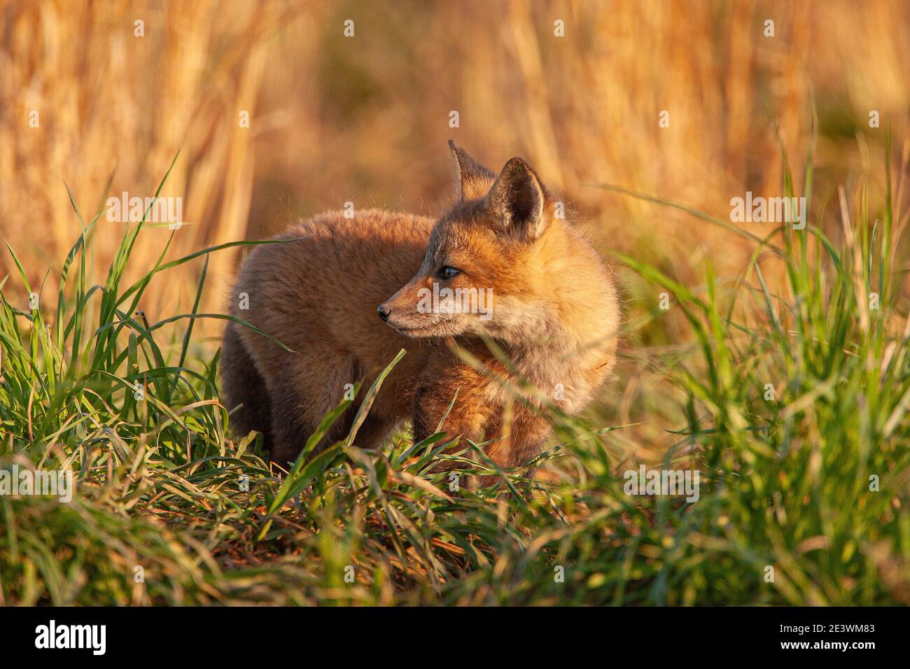 Red Fox kit (Vulpes vulpes) in Pennsylvania field Stock Photo - Alamy