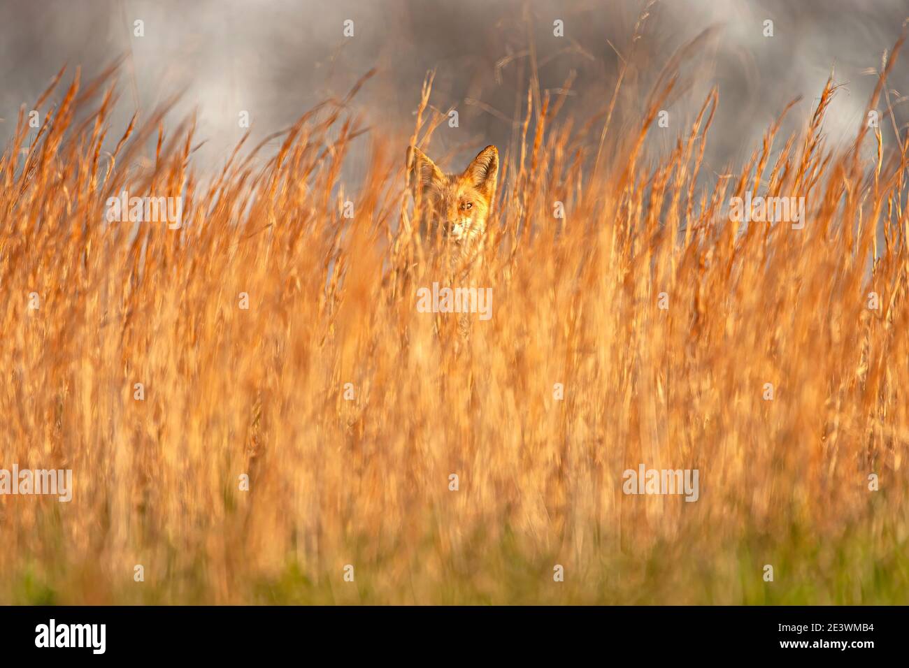Adult red fox hi-res stock photography and images - Alamy