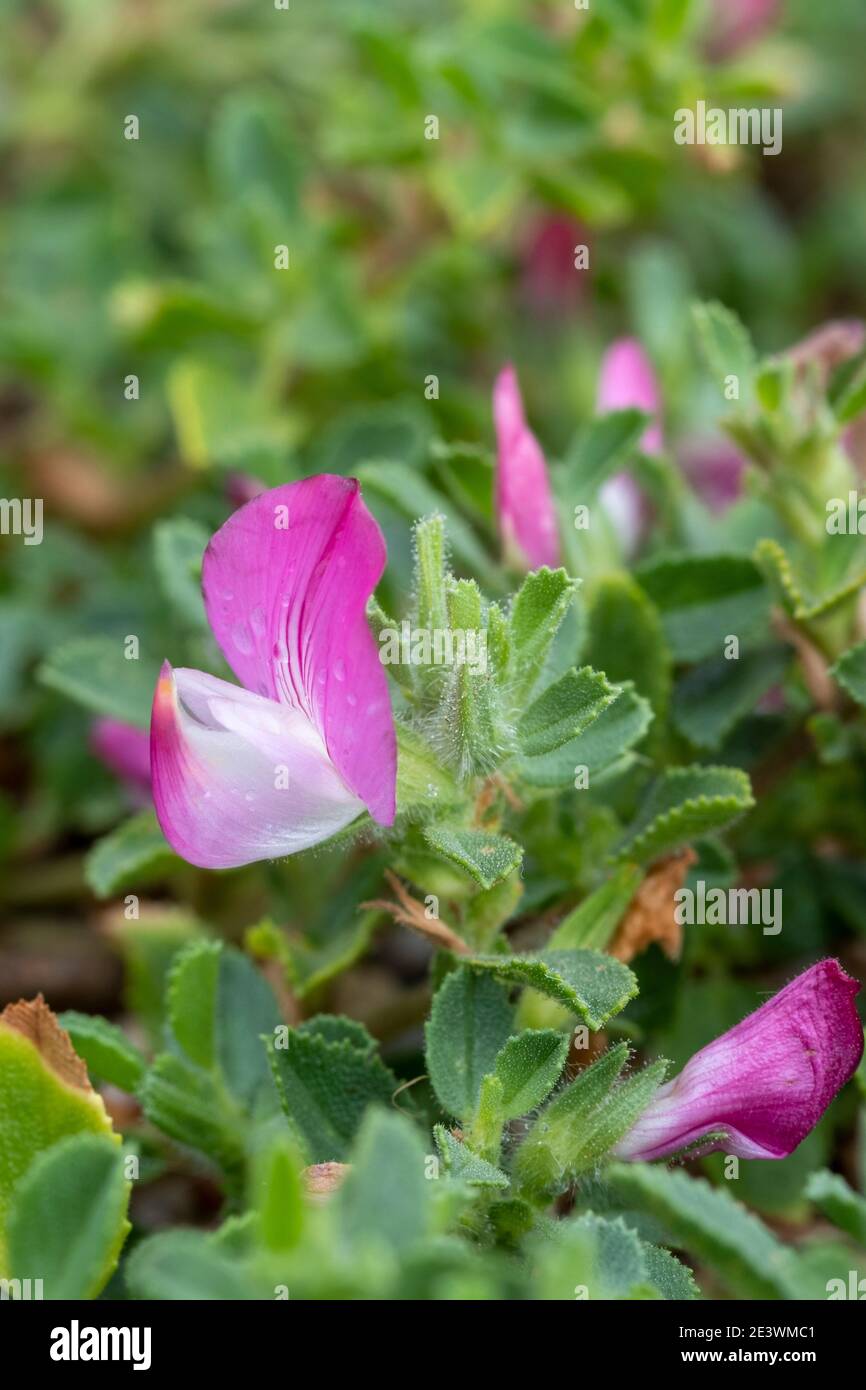 Ononis repens or common restharrow Stock Photo - Alamy