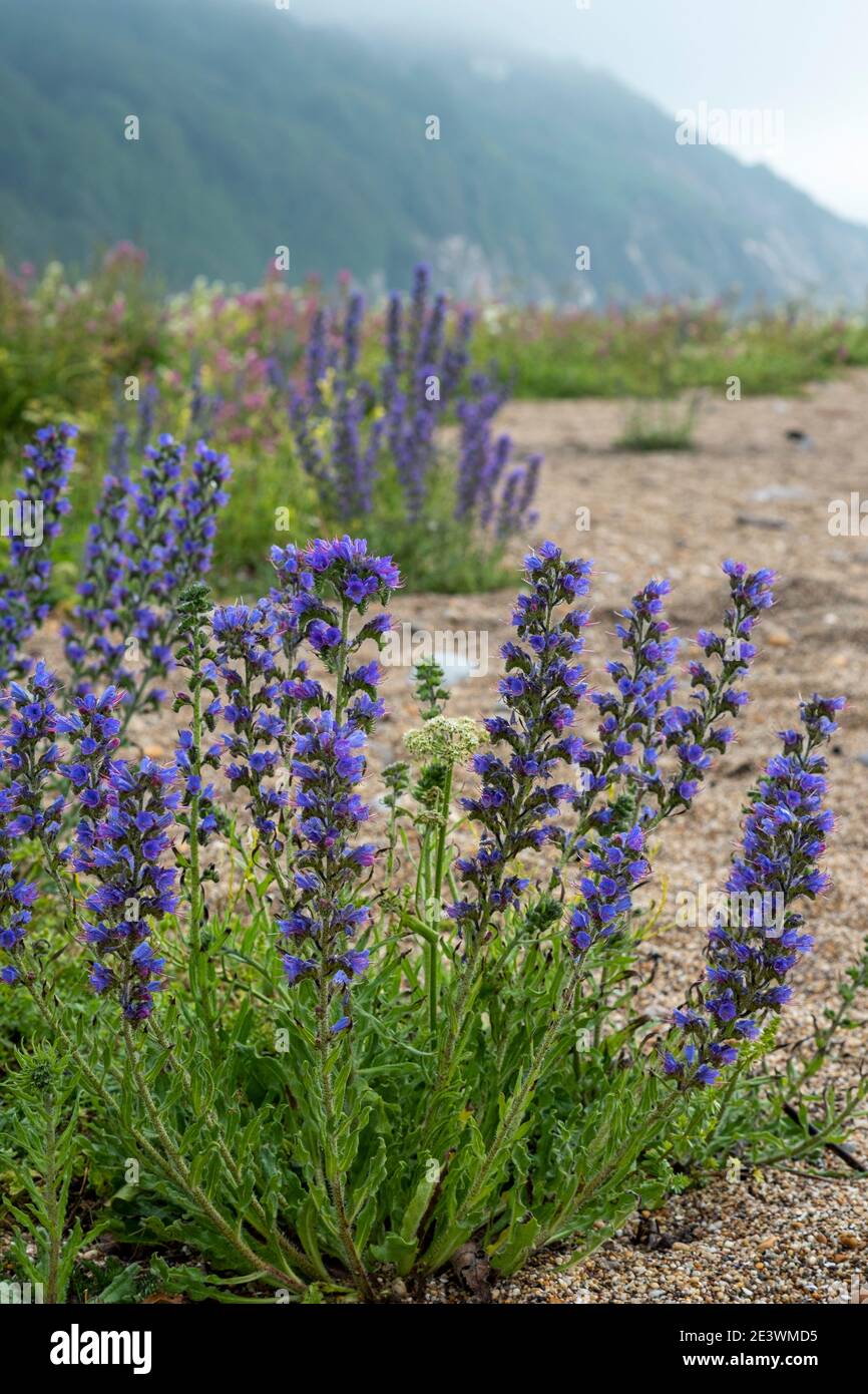 viper's bugloss, Echium vulgare, blueweed, Snake Flower Stock Photo - Alamy