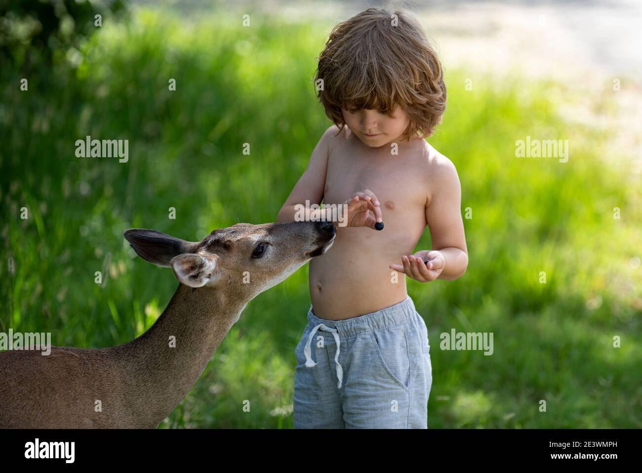 Unity with nature. Cute child feeding a fawn. Pretty boy with graceful ...