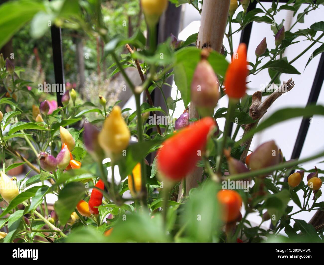 Chilli growth stages hi-res stock photography and images - Alamy