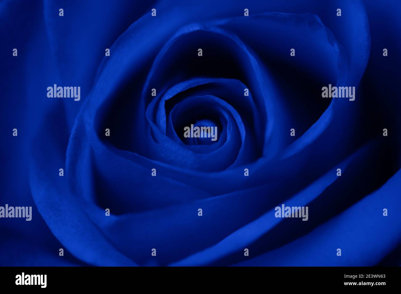 Dark blue rose hi-res stock photography and images - Alamy