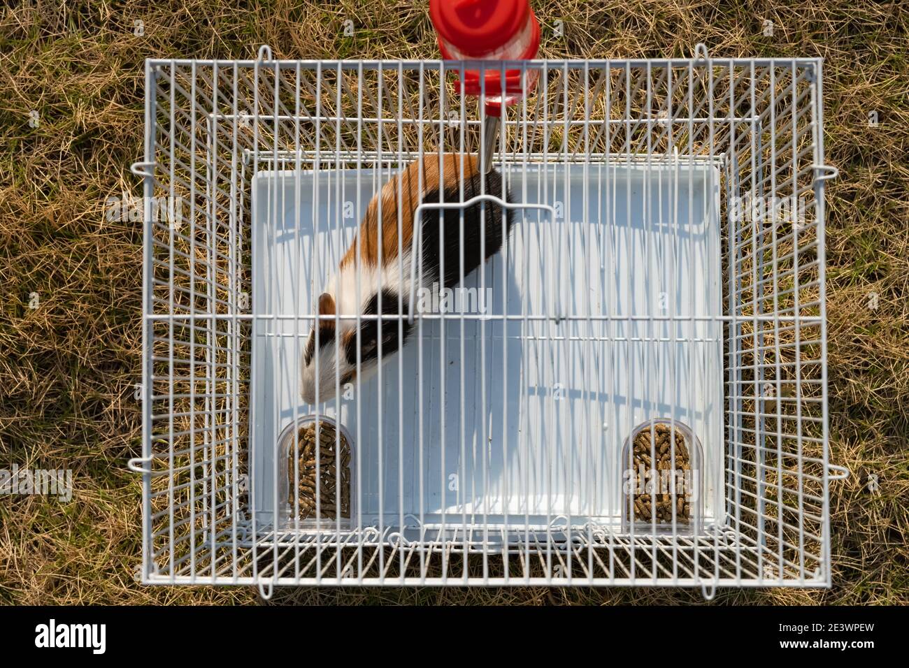 top view cage with a cute cavy Stock Photo - Alamy