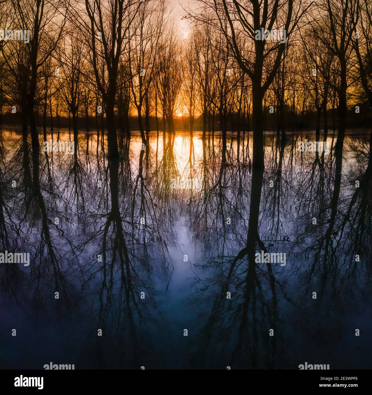 Flooded forest in nature hi-res stock photography and images - Alamy