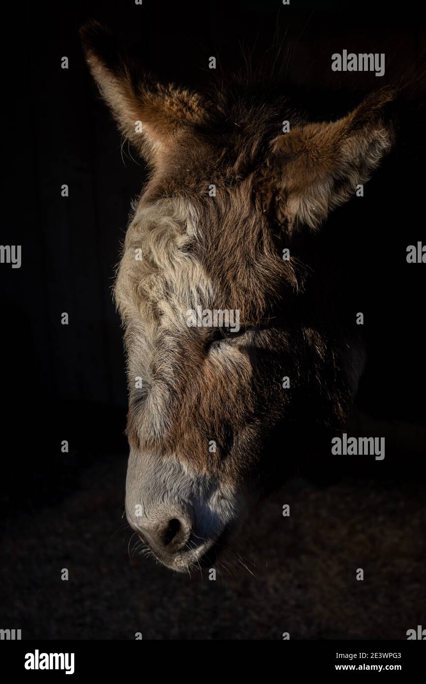 Little donkey hi-res stock photography and images - Alamy